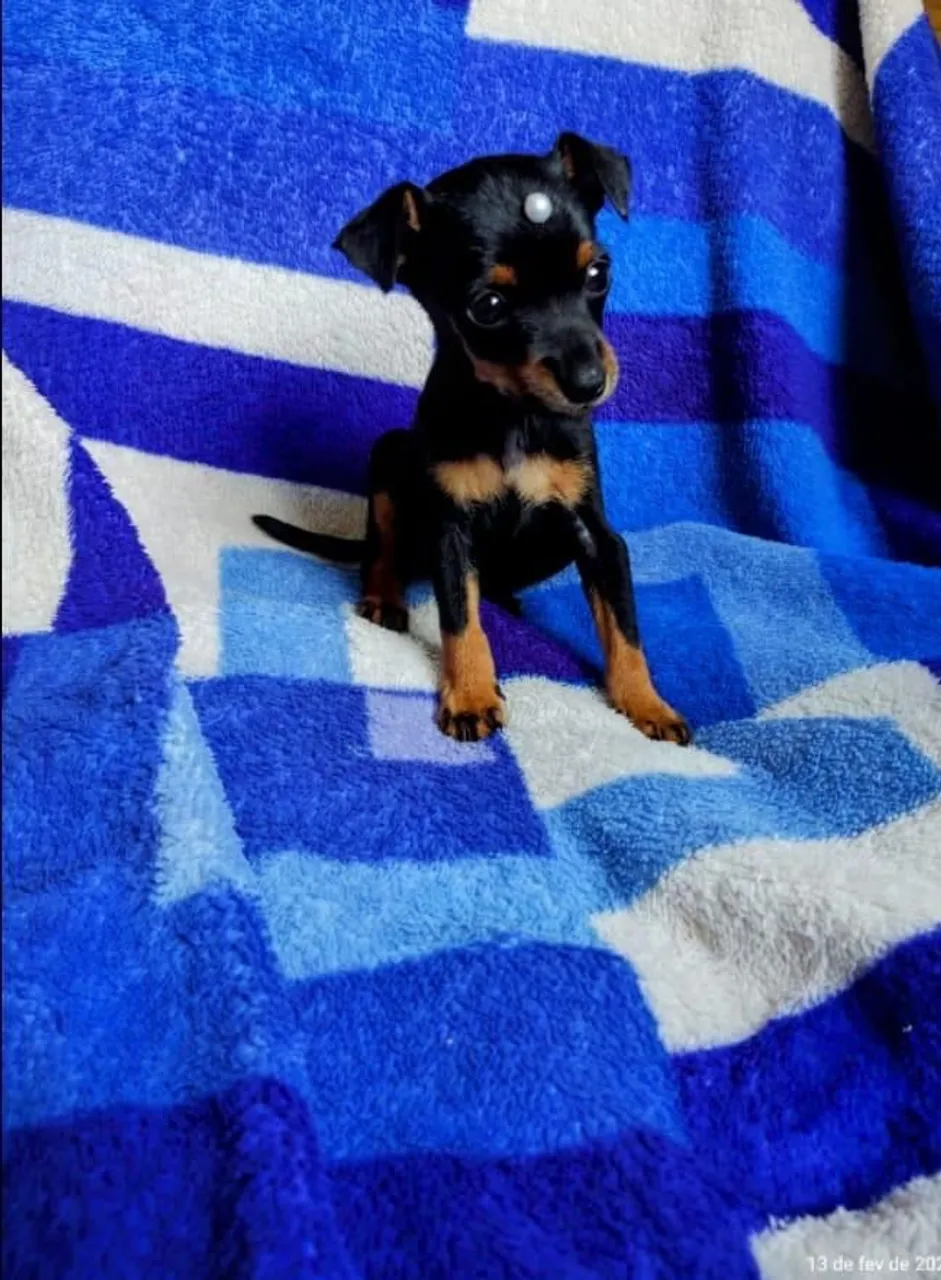 "pinscher 0" - Cachorros no Brasil