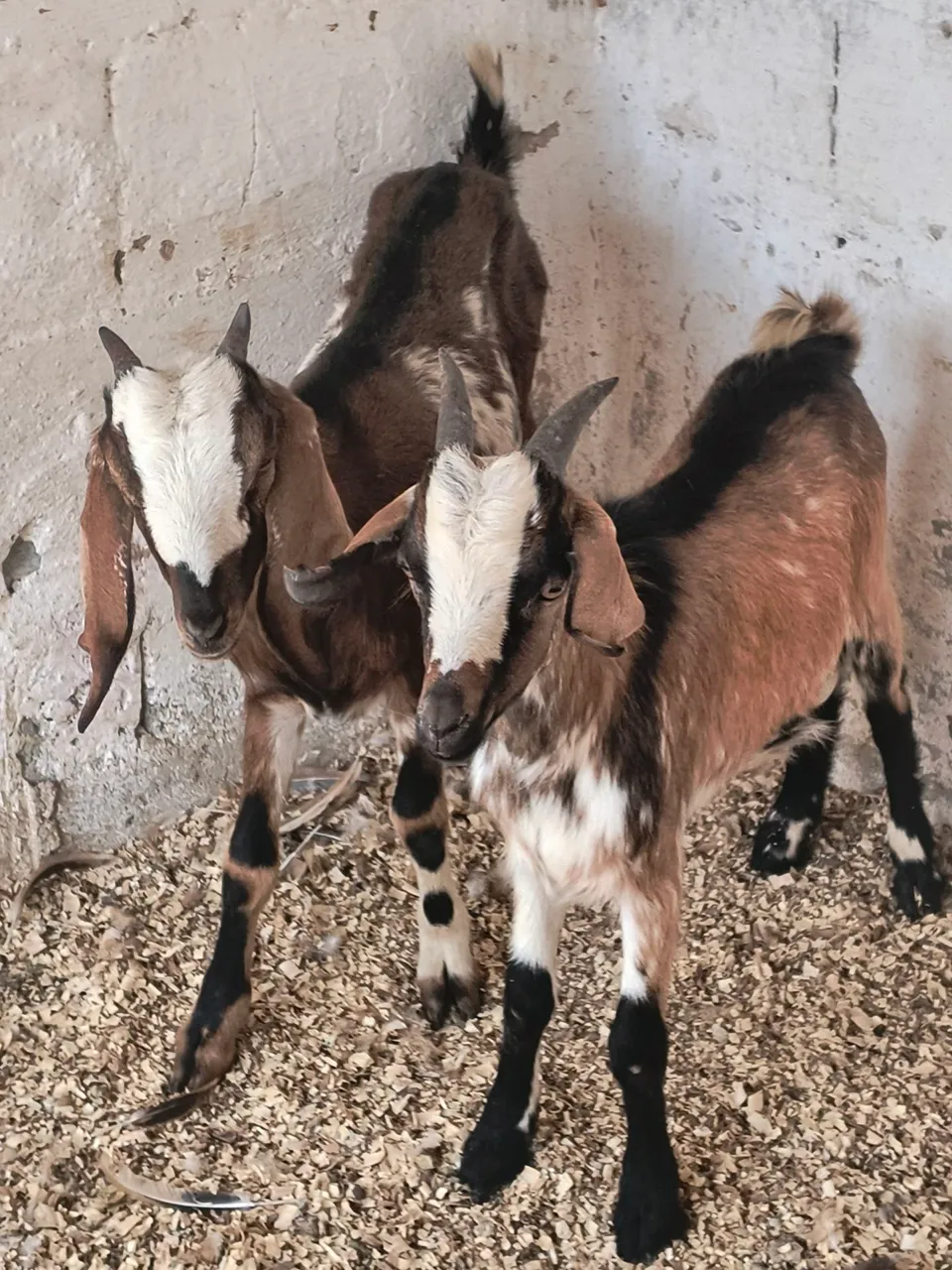 "cabras e cabritos" no Brasil