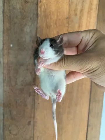 "rato twister dumbo" no Brasil