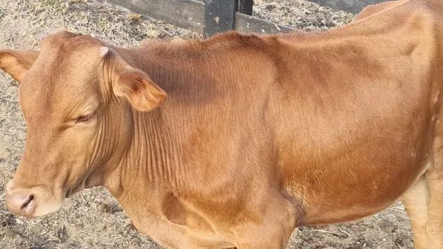 Animais para agropecuária em Goiás