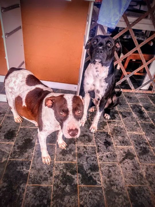 VENDO FILHOTES DE PITBULL PURO APBT - Cachorros - Araçoiaba da Serra ...