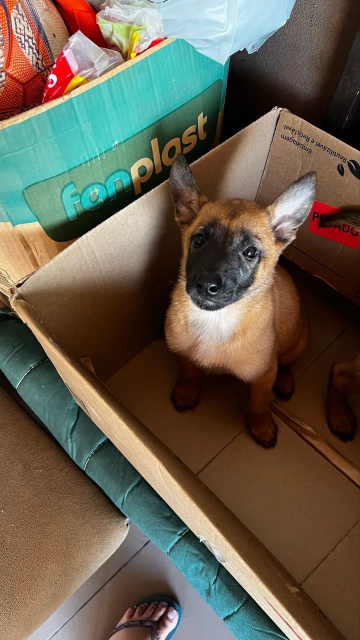 Pastor belga Malinois - Cachorros - Samambaia Sul (Samambaia), Brasília ...