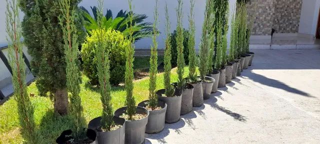 "muda de pinheiro" no Brasil