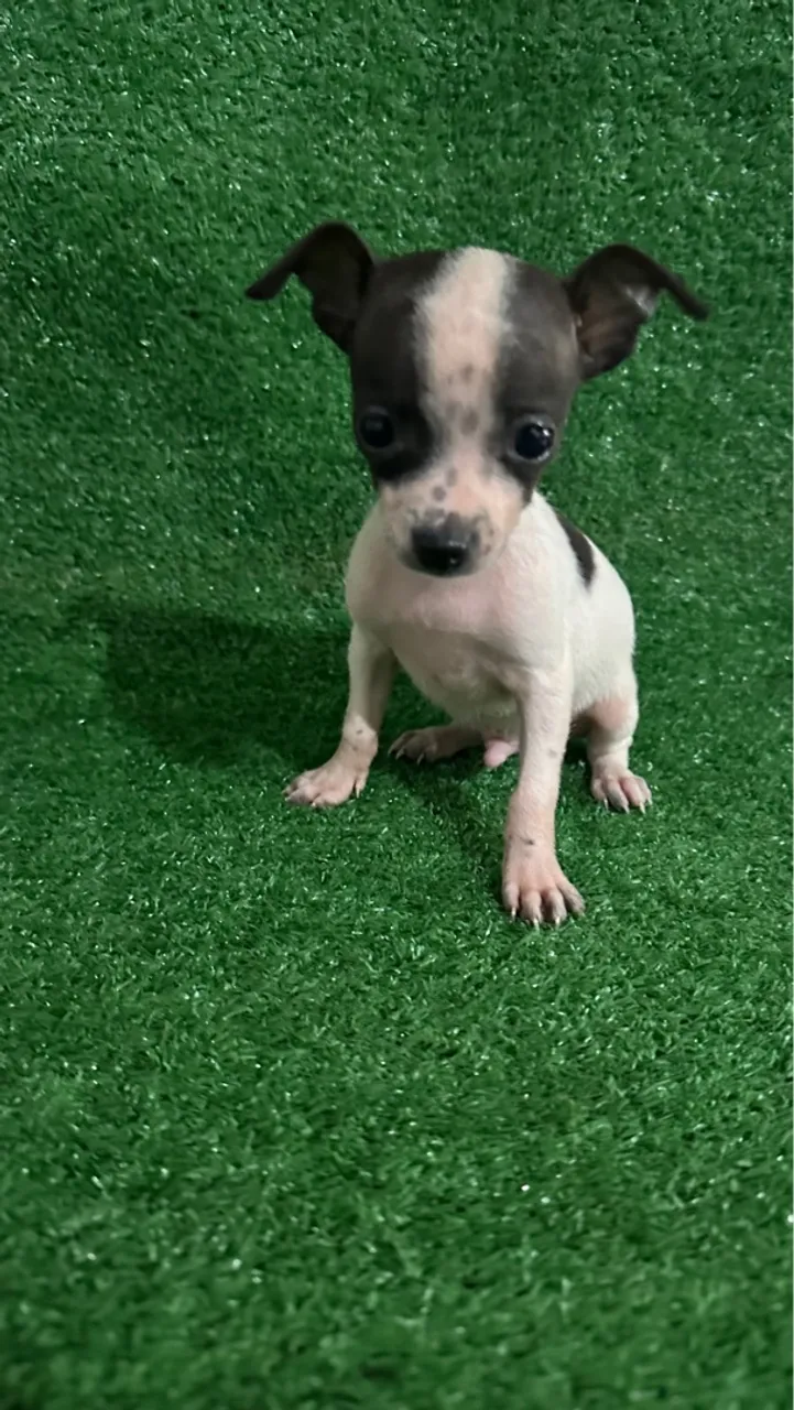 "pinscher 0" - Cachorros no Brasil