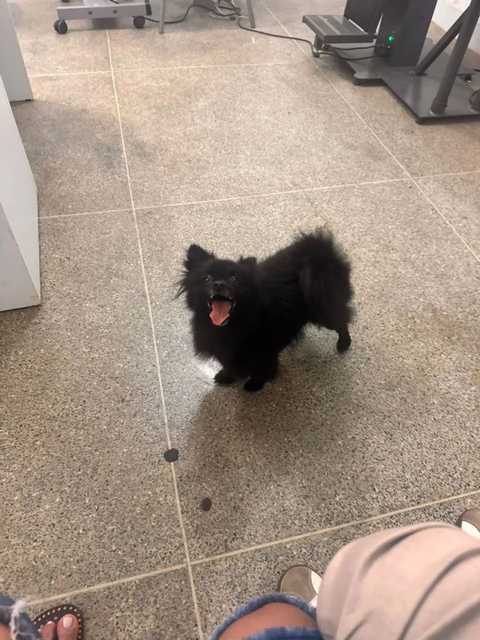 Lulu-da-pomerânia (Raça original) 8 mês Fêmea Todas as vacinas em dias ...