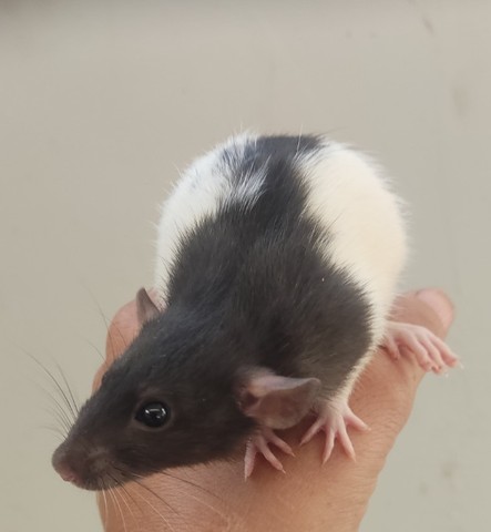 Twister dumbo | +42 anúncios na OLX Brasil