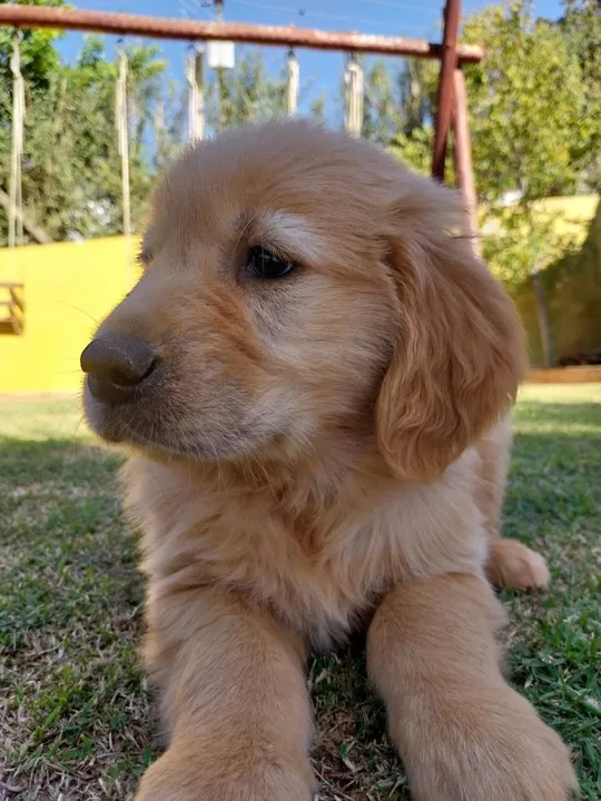 "golden retriever macho ou femea" - Cachorros no Brasil