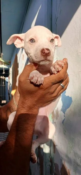 "cachorros albinos" no Brasil