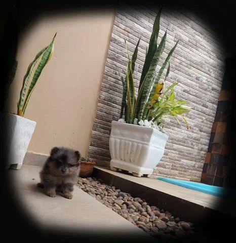 "spitz merle" no Brasil