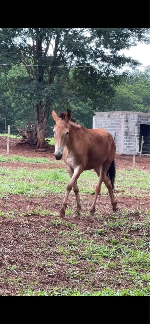 "uma mula" no Brasil