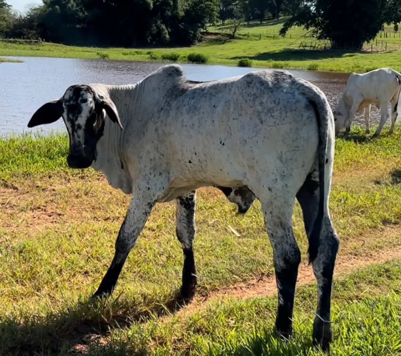"bezerro nelore" - Animais para agropecuária no Brasil