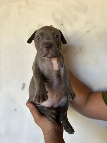 Pit monster blue | +531 anúncios na OLX Brasil