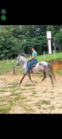 Cavalo ponem | +11 anúncios na OLX Brasil