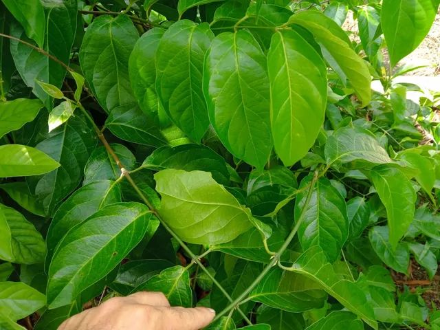 "chacrona" no Brasil