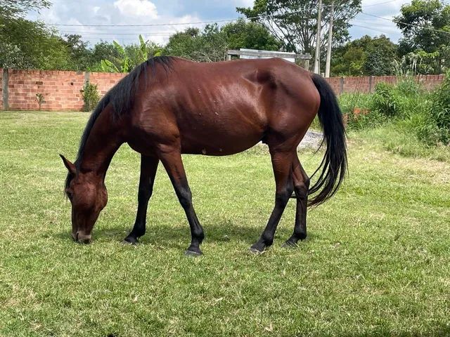 "cavalo domado" no Brasil