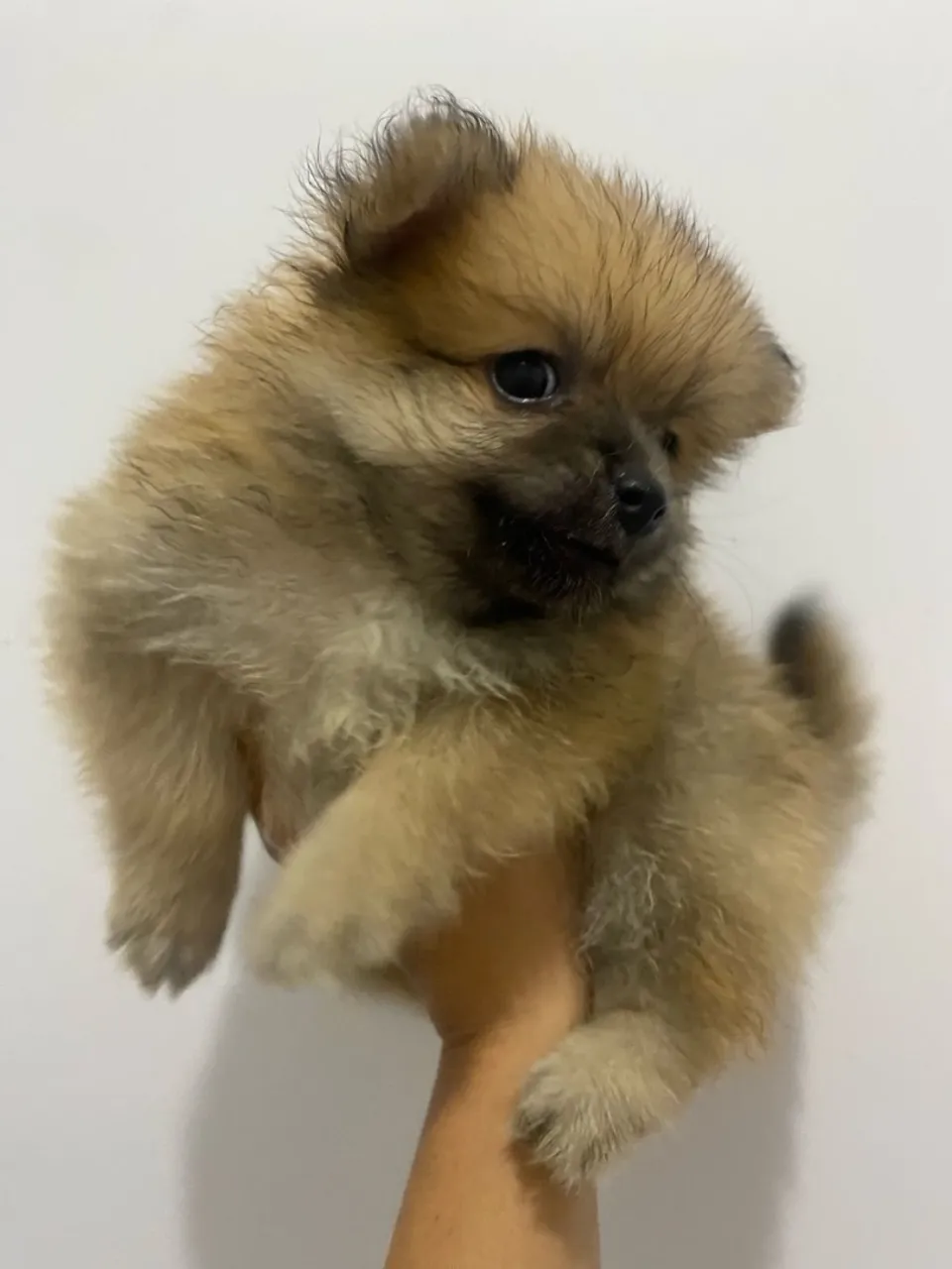 "cachorros spitz alemao" - Cachorros no Brasil