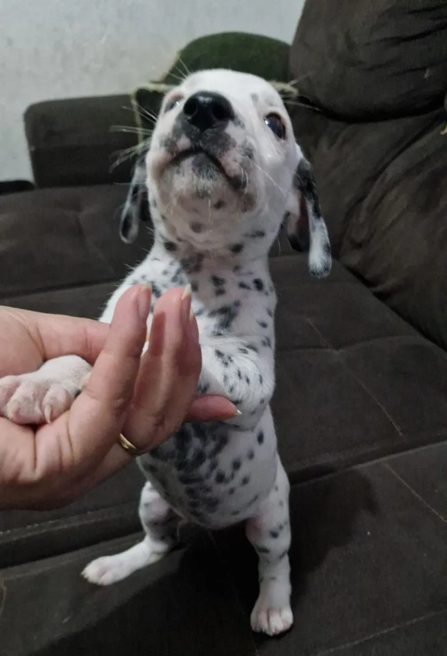"cachorros dalmatas" - Cachorros no Brasil