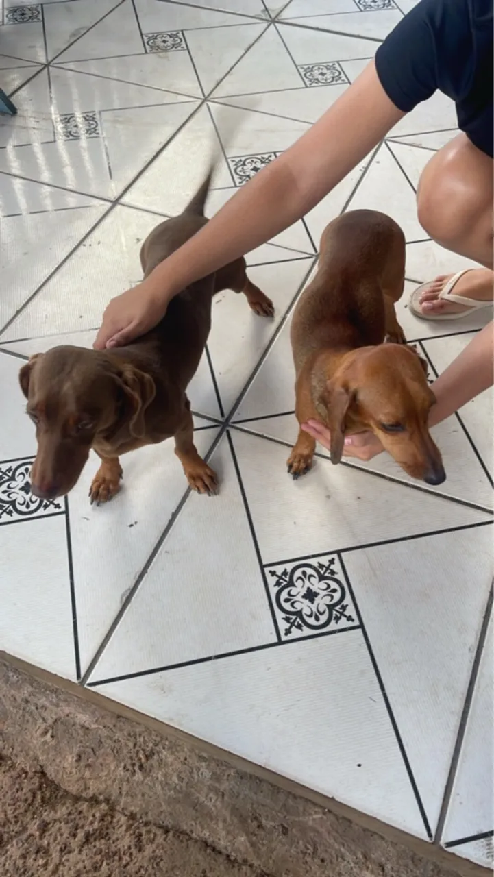 "cachorro cofap" - Cachorros no Brasil
