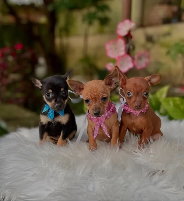 "pinscher 00 miniatura" - Cachorros no Brasil