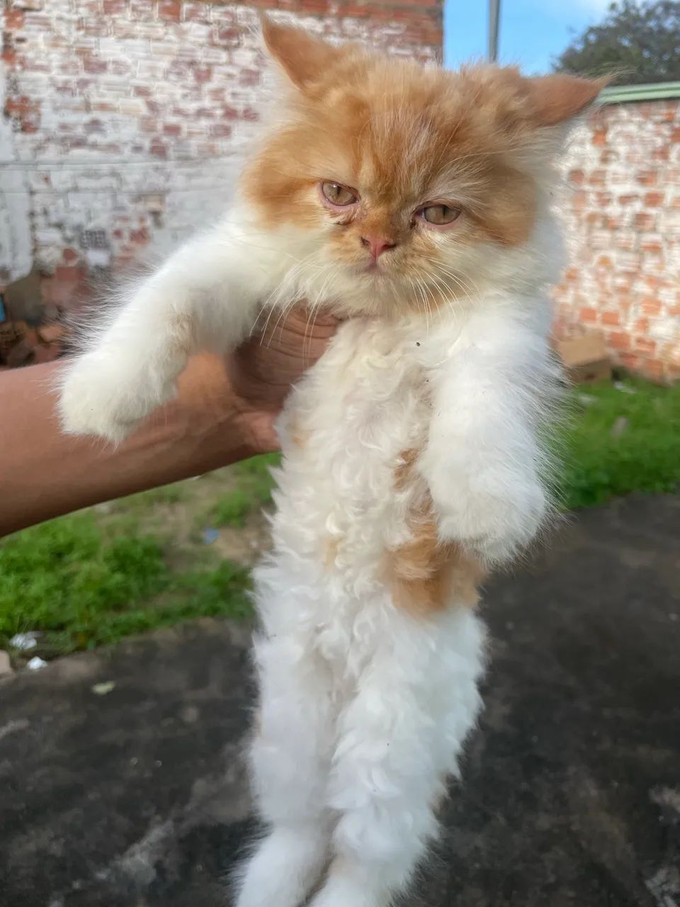 Gato Persa - Gatos - São João Bosco, Porto Velho 1469591236 | OLX