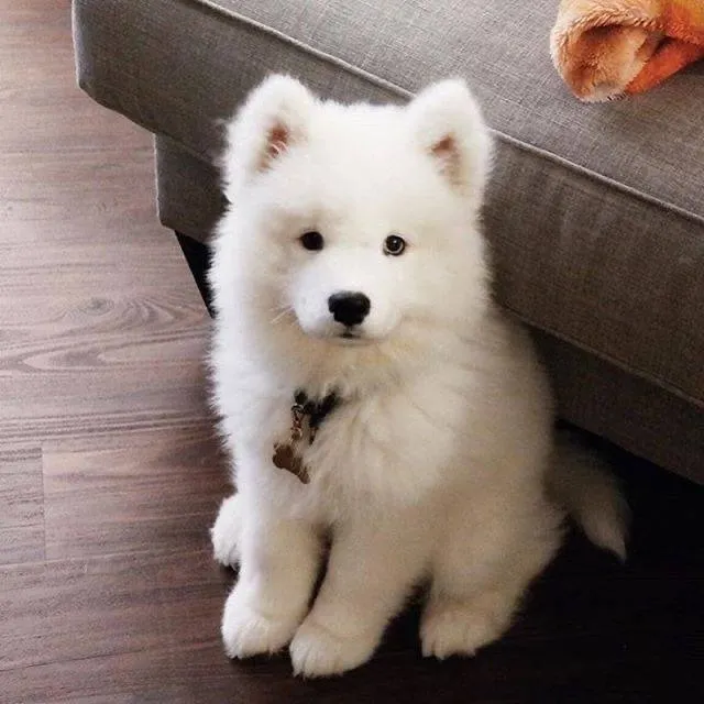 "samoiedas" no Brasil