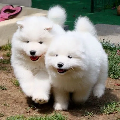 "samoiedas" no Brasil