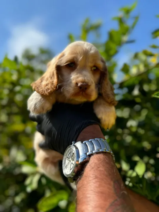 "cachorros cocker spaniel" - Cachorros no Brasil