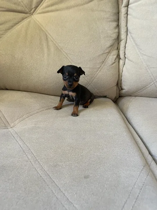 "pinscher 0" - Cachorros no Brasil