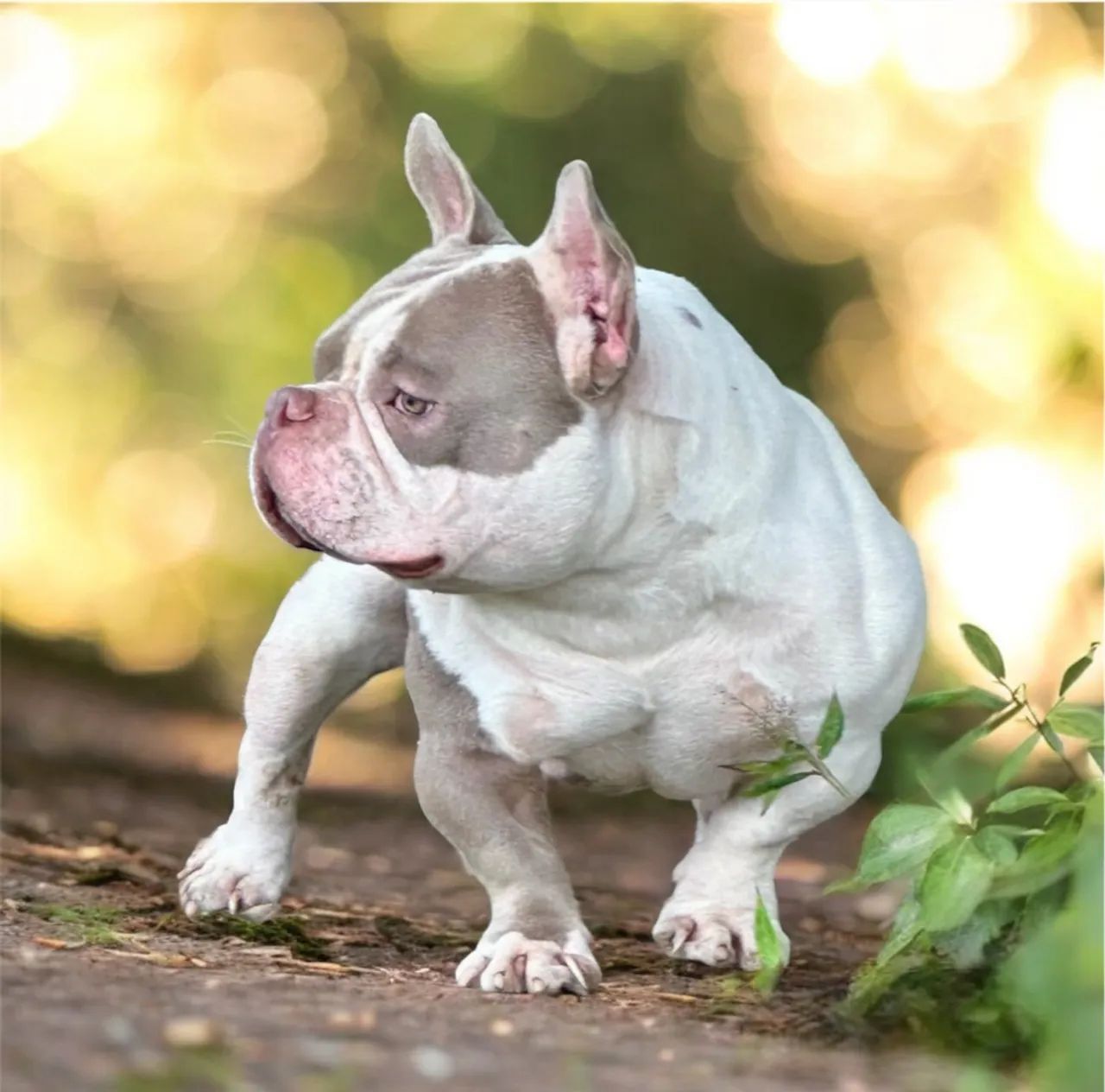 Filhotes de American Bully com pedigree - Cachorros - Madalena, Recife ...