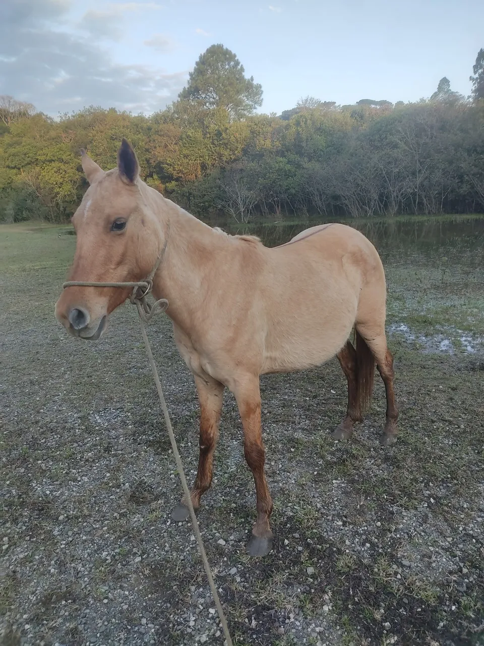 Cavalos em Curitiba e região, PR