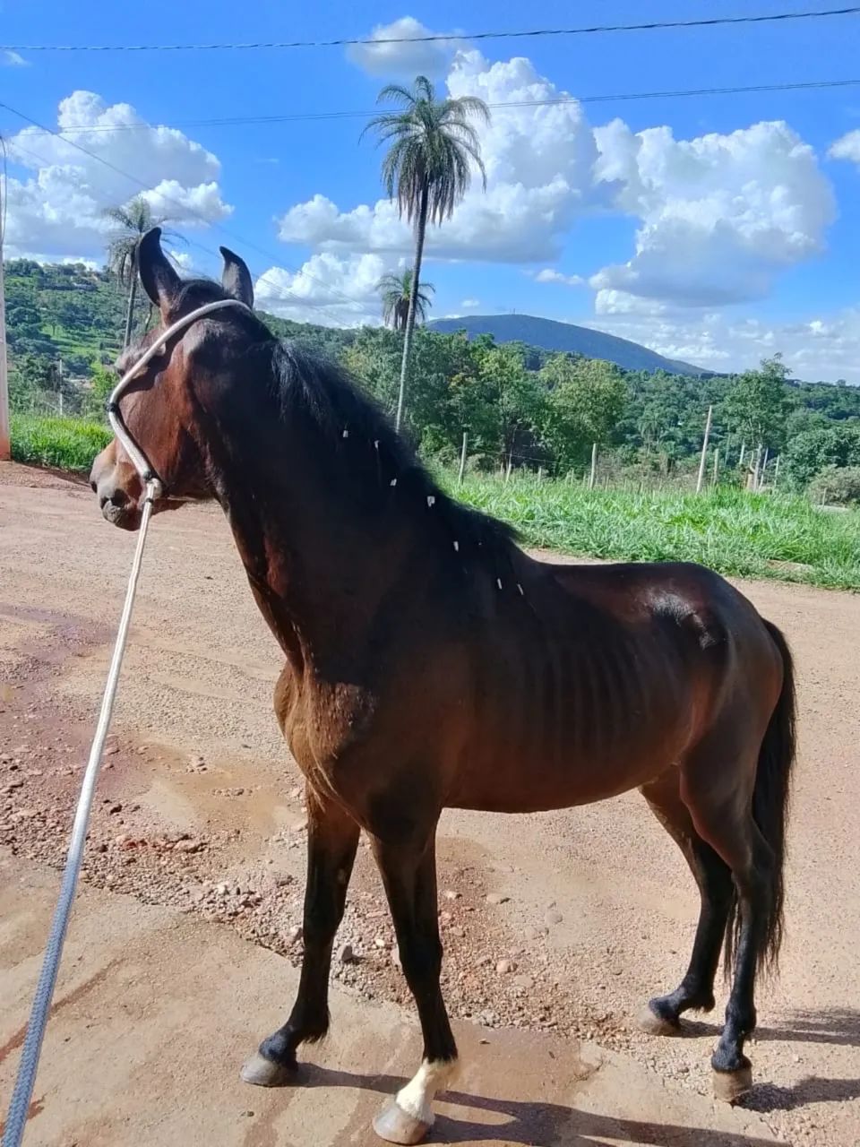 Potro mangalarga 2 anos - Animais para agropecuária - Mateus Leme ...