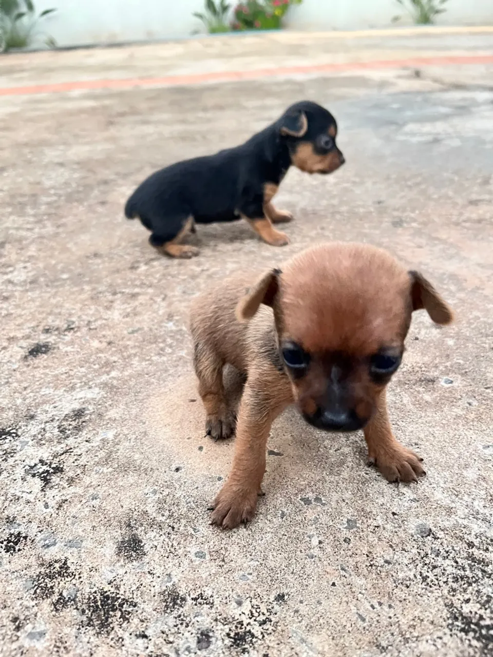 "filhotes de pinscher zero" - Cachorros no Brasil