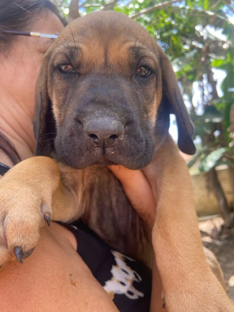 "filhote de fila brasileiro" - Cachorros no Brasil