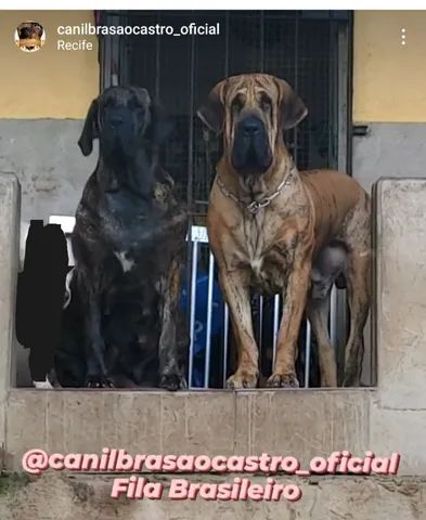 "filhote fila" - Cachorros no Brasil