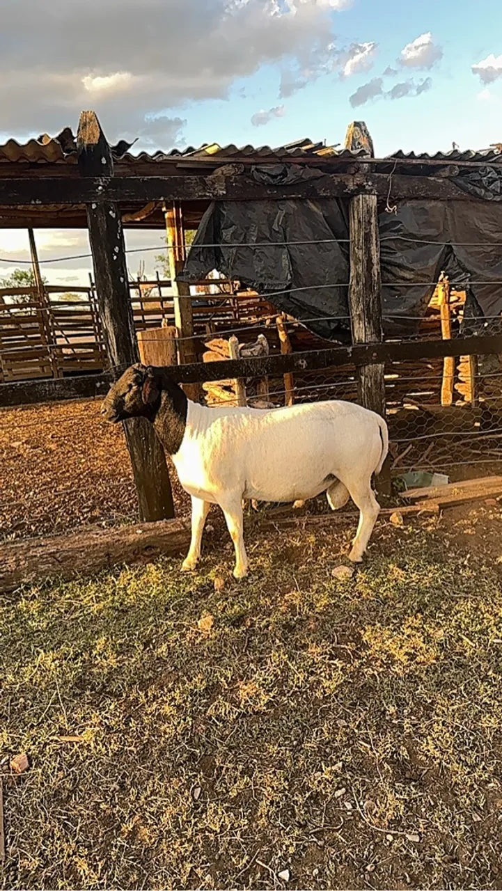 "carneiros dorper" no Brasil