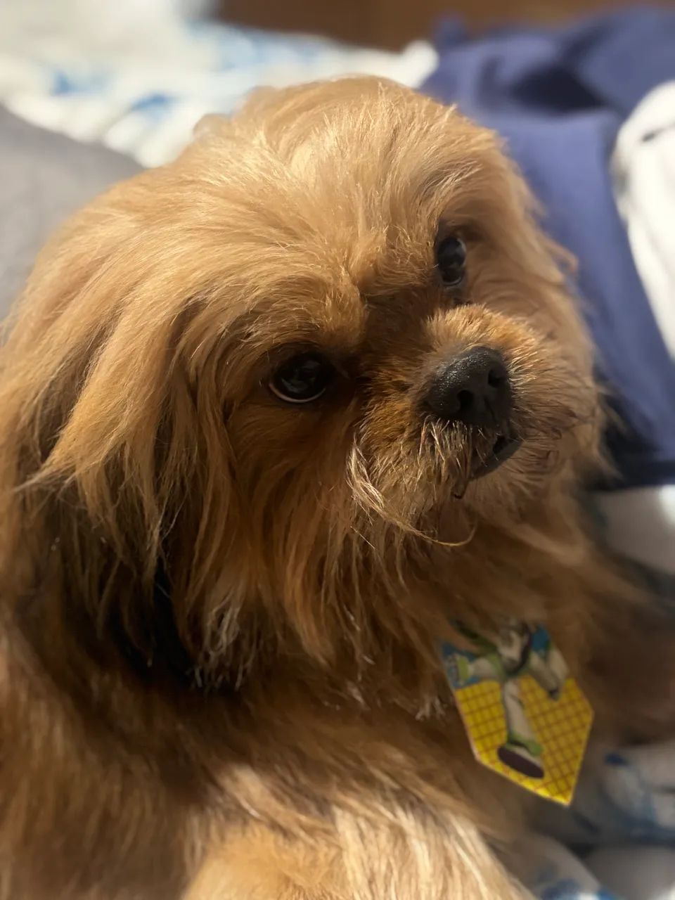 Animais de estimação - Cachorros - São Francisco, Niterói 1444199266 | OLX