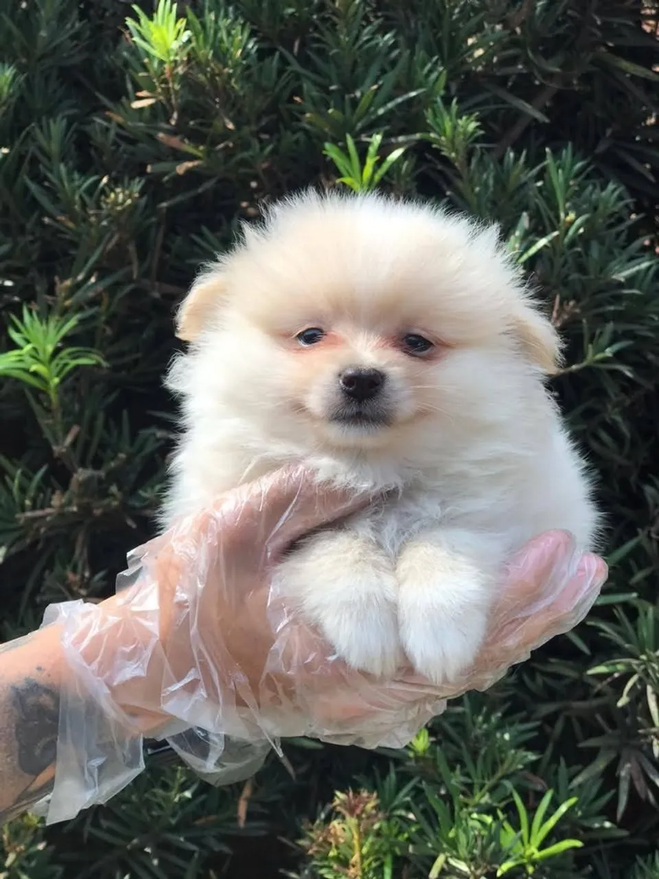 "mini lulu da pomerania" - Cachorros no Brasil