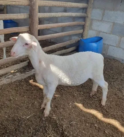 Bode filhote | +10 anúncios na OLX Brasil