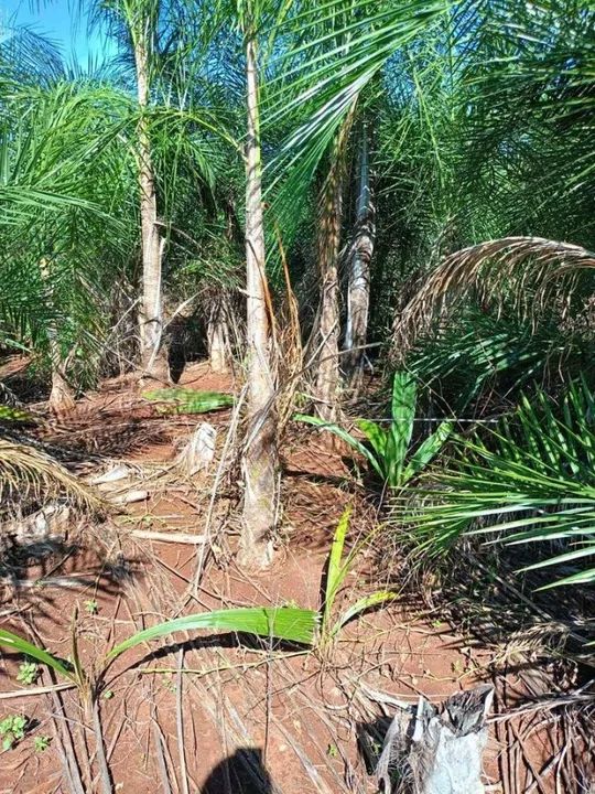 Mudas de Palmeira Guariroba (Gueroba) - O Sabor e a Beleza do Cerrado ...