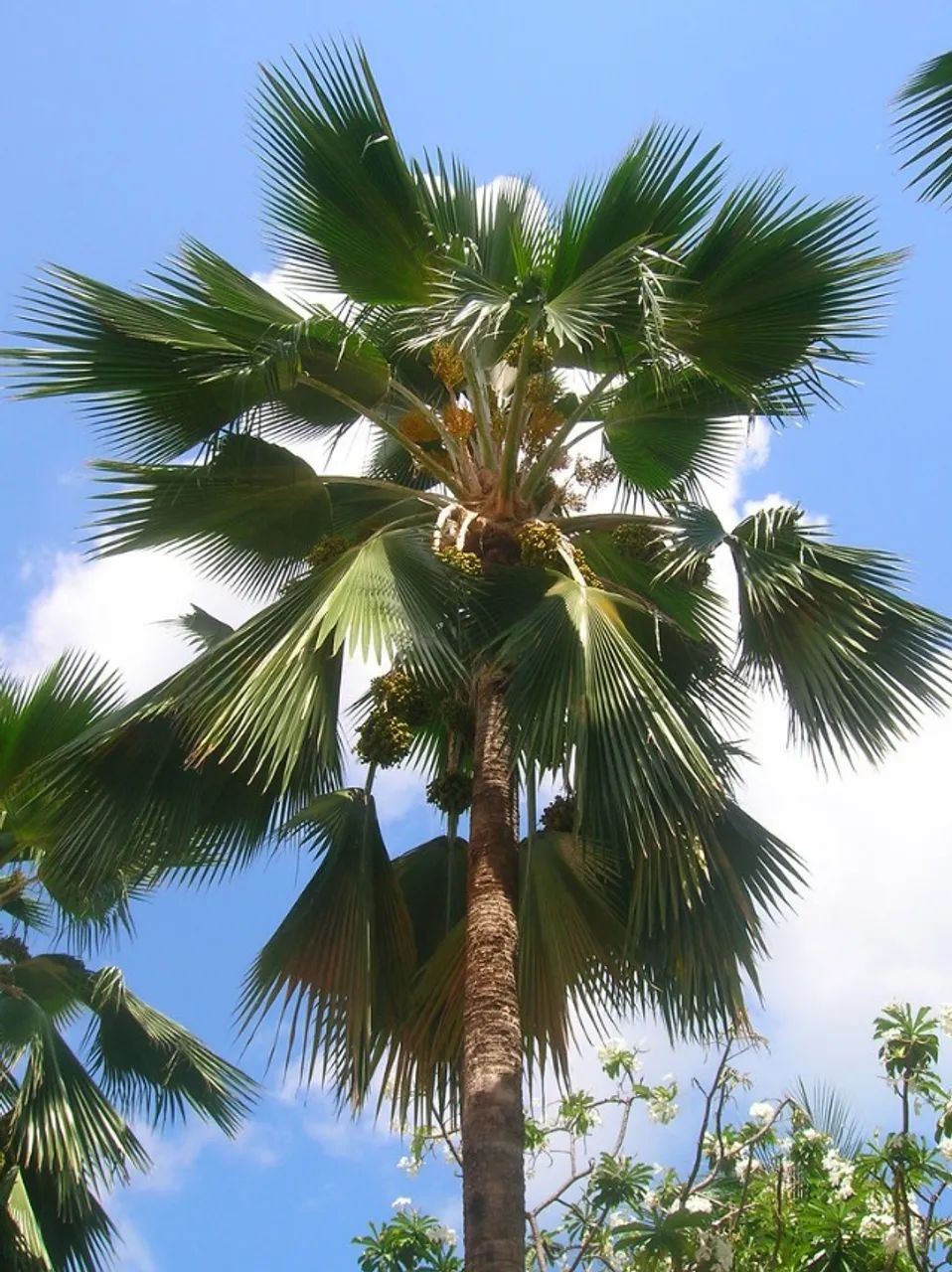 Pritchardia pacifica (Palmeira leque de fiji) vendo mudas - Produção ...