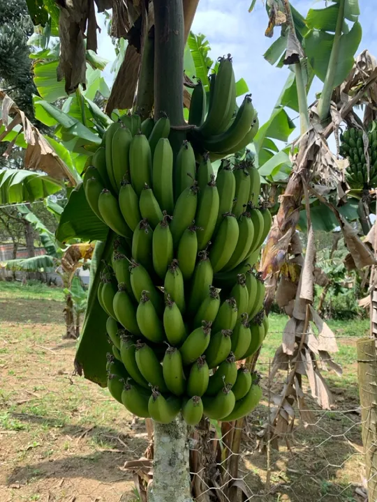 "banana nanica" no Brasil