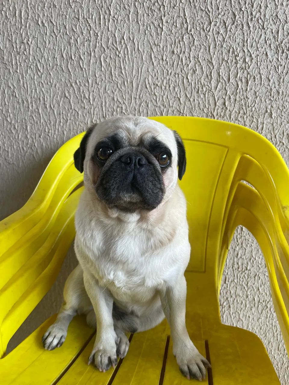 Pug para cobertura - Cachorros - Residencial Santa Fé I, Goiânia ...