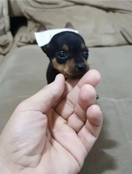 "pinscher 0" - Cachorros no Brasil