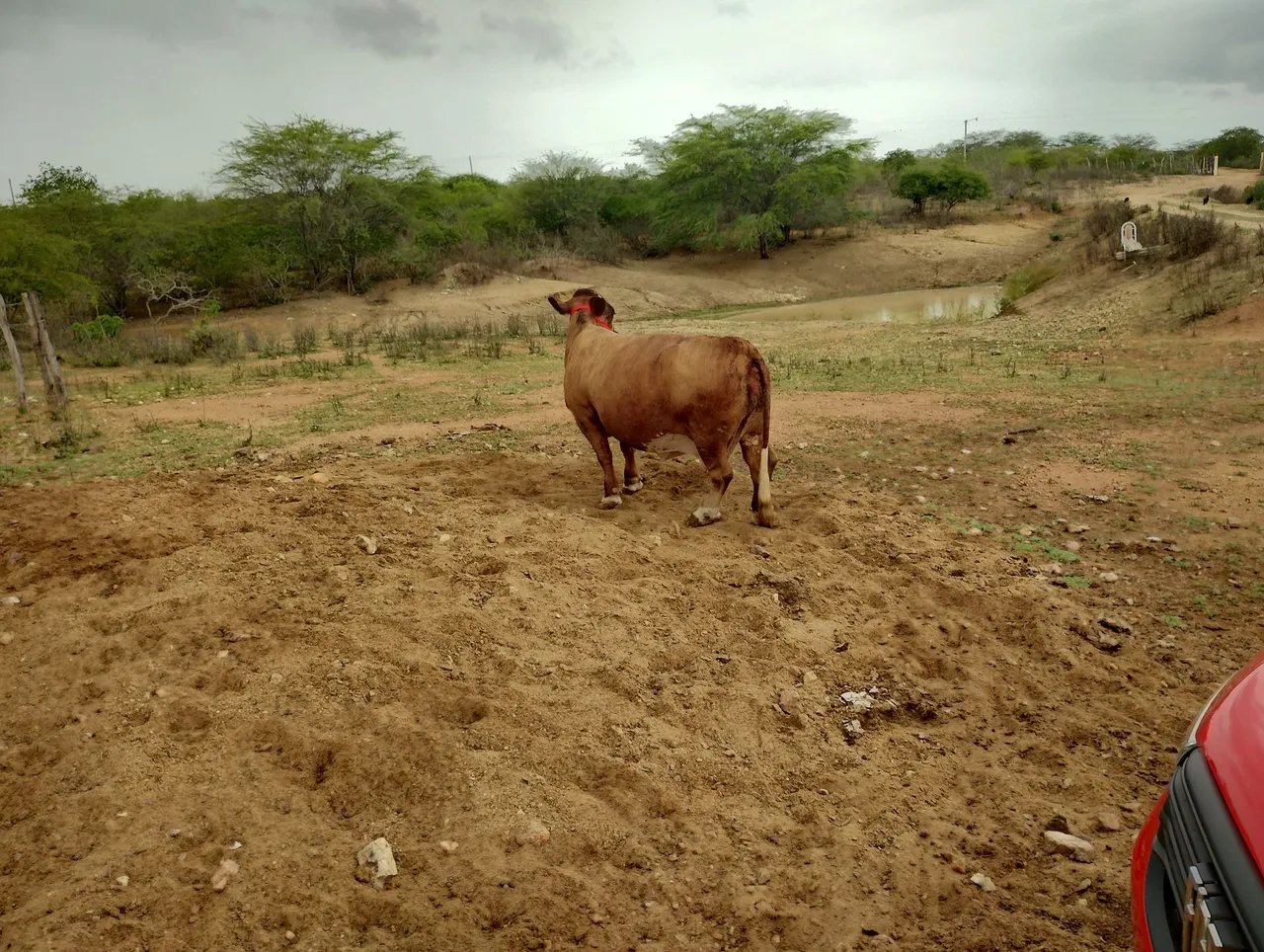 "mini vaca" - Animais para agropecuária no Brasil