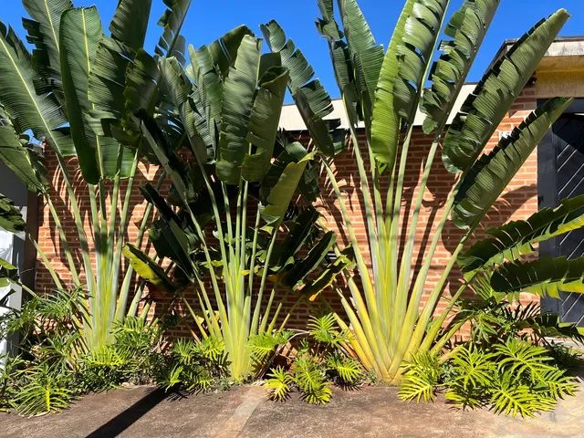 "ravenala" no Brasil