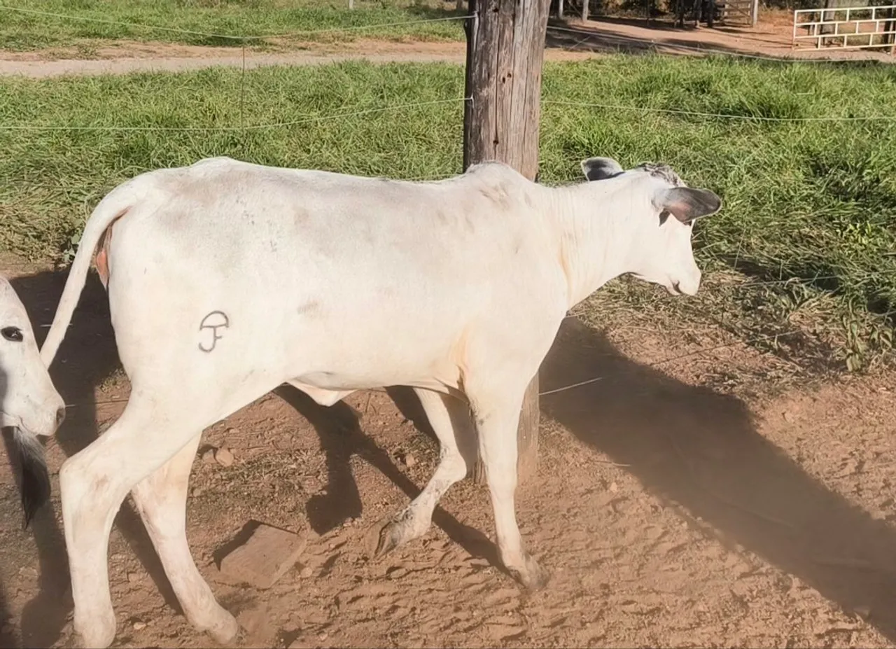 "bezerro nelore" - Animais para agropecuária no Brasil