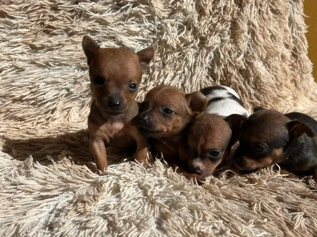"cachorro pinscher 1" - Cachorros no Brasil