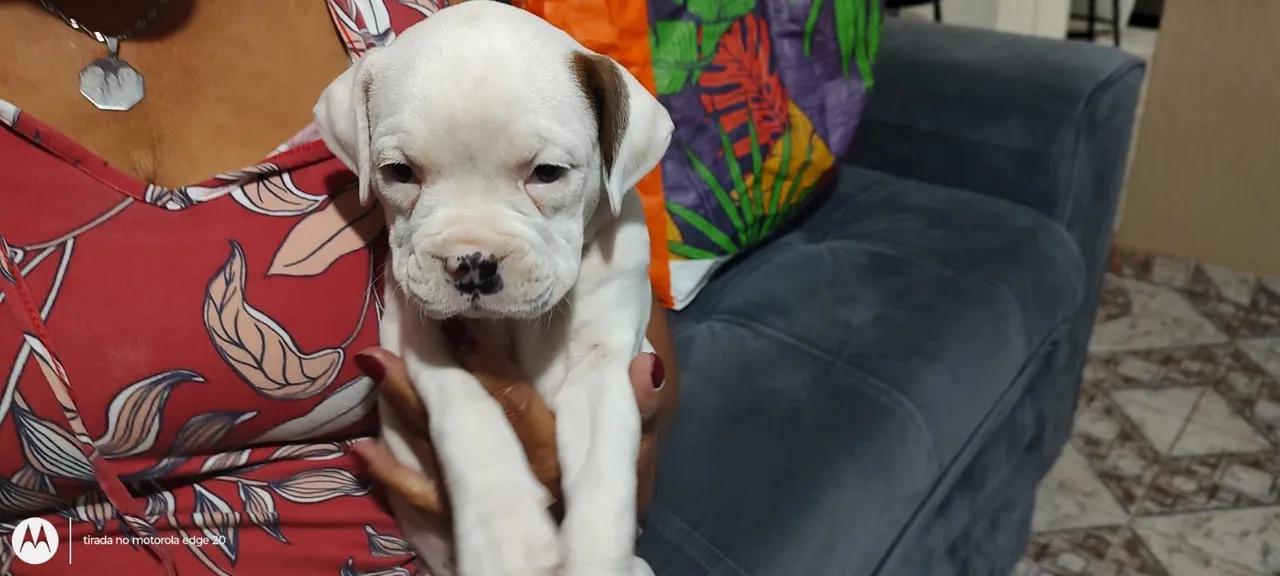 "filhotes de boxer" - Cachorros no Brasil