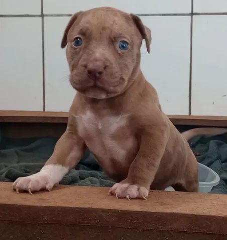 "pit monster merle" no Brasil