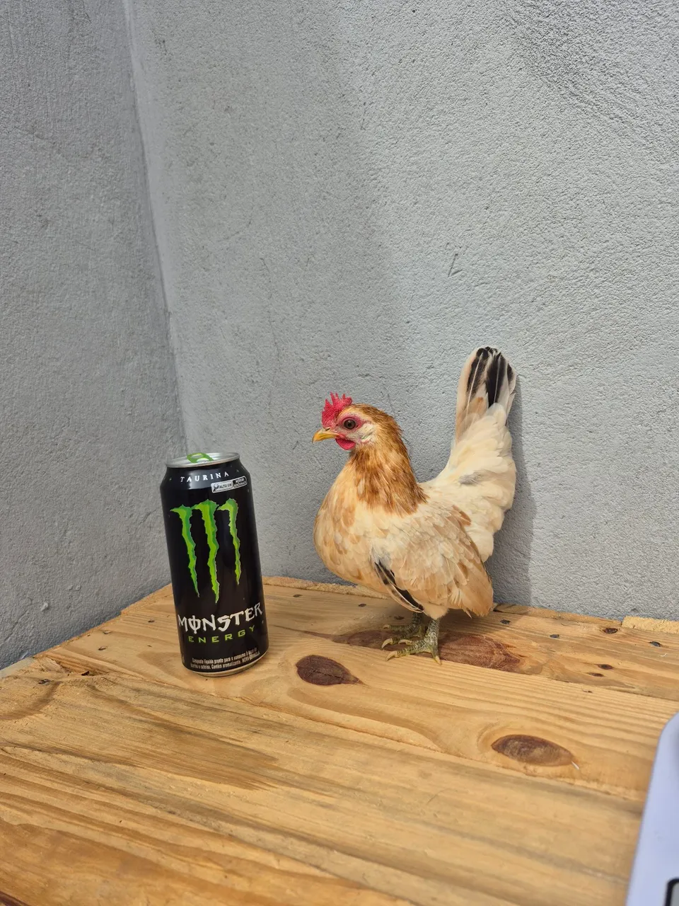 "mini garnizes" no Brasil